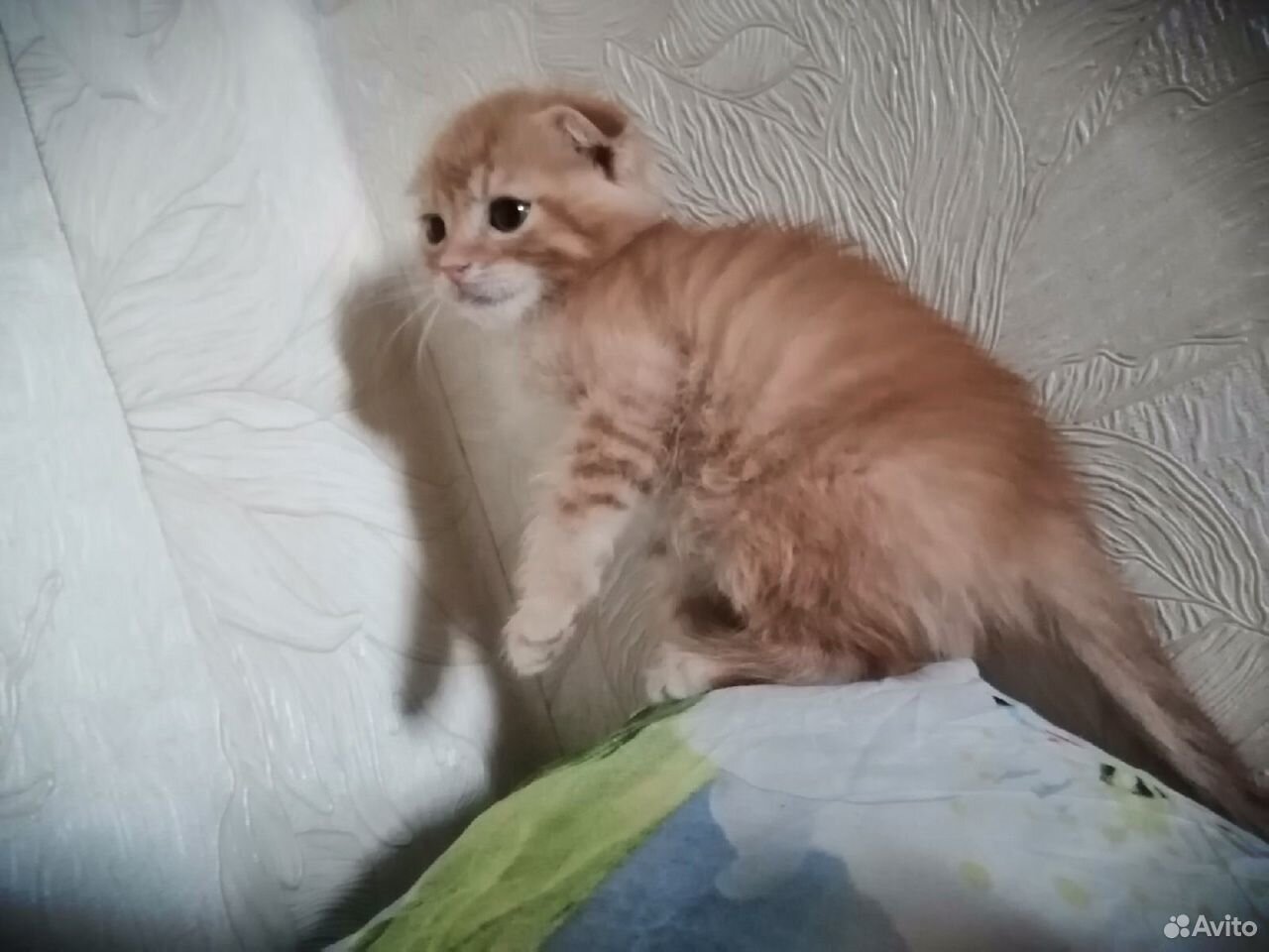 Шотландец