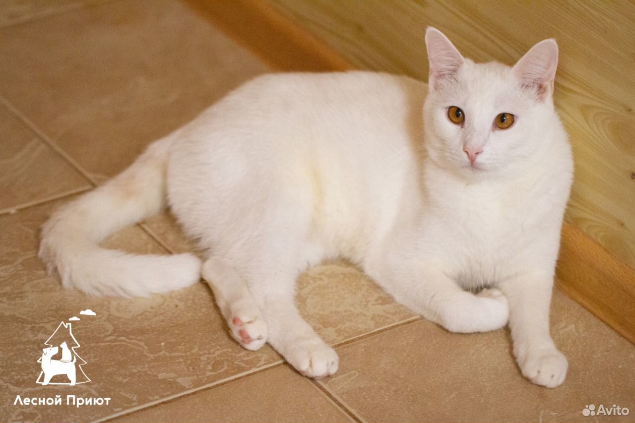 Белоснежный красавец Марсель ждёт своего человека