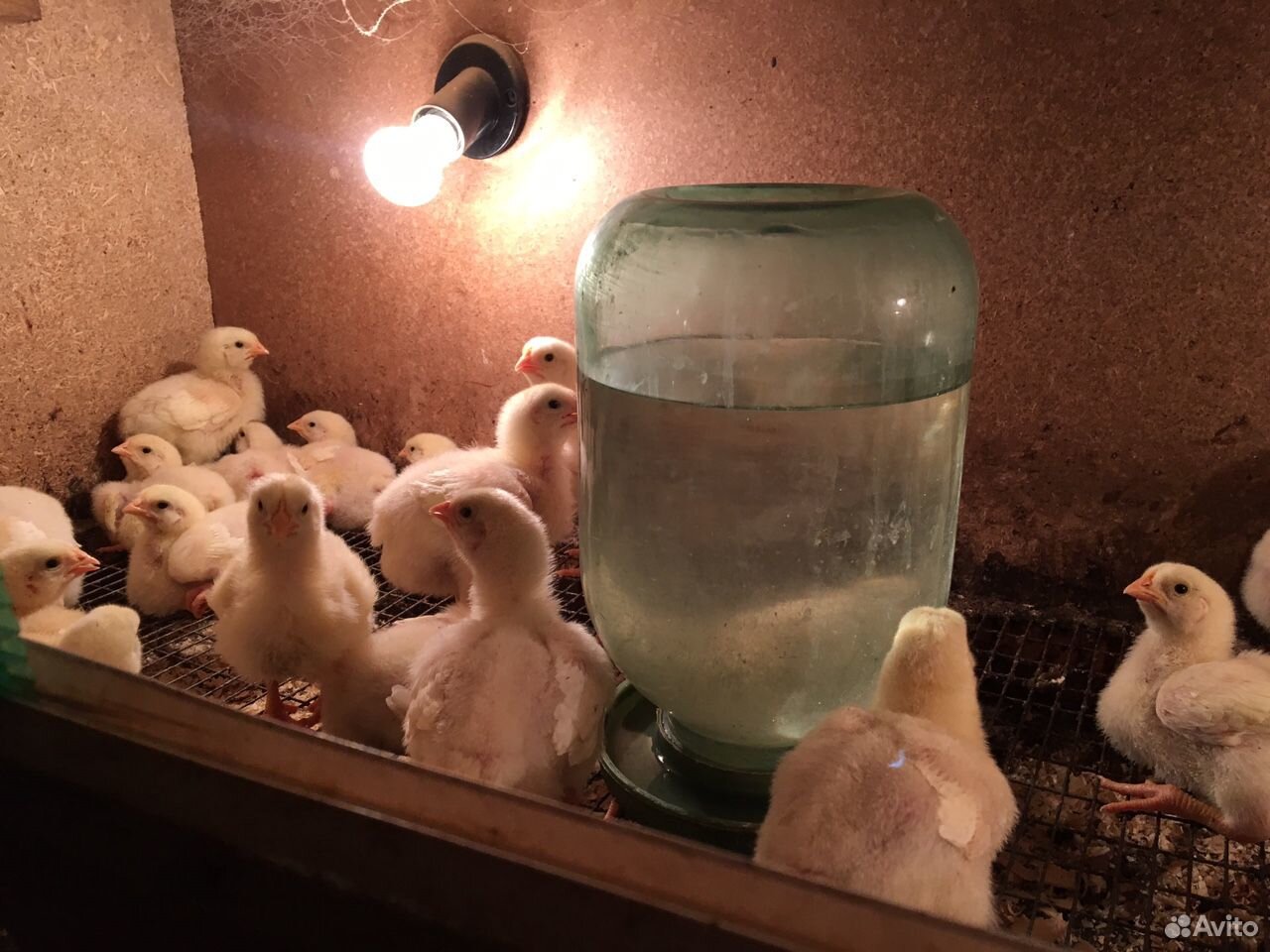 Бройлер, гусята, муларды