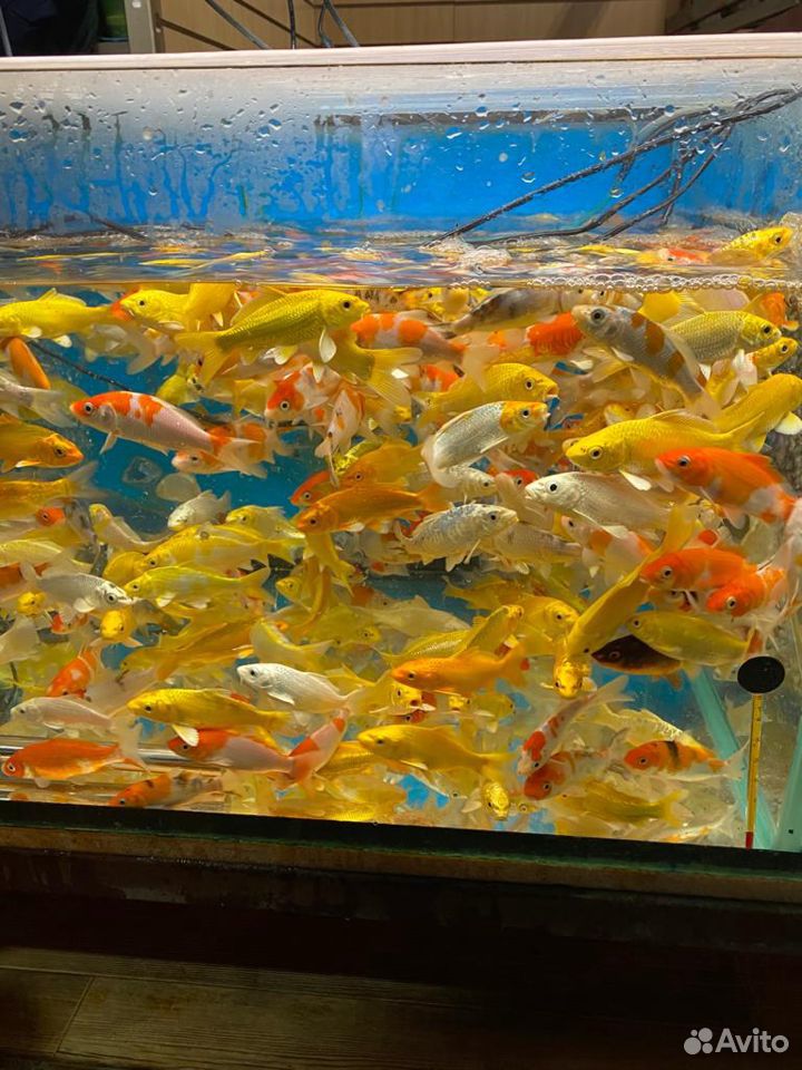 Карп кои Кометы Отборная рыба, лучших сортов