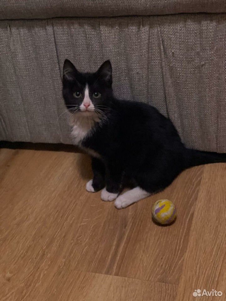 Котенок в добрые руки