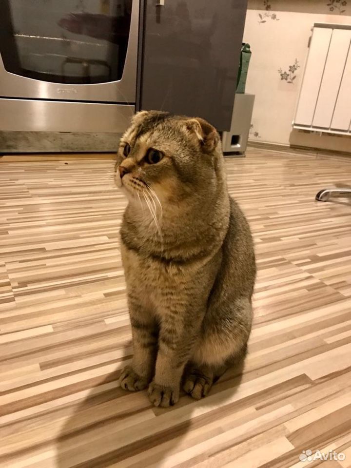 Продам Шотландский вислоухий кот