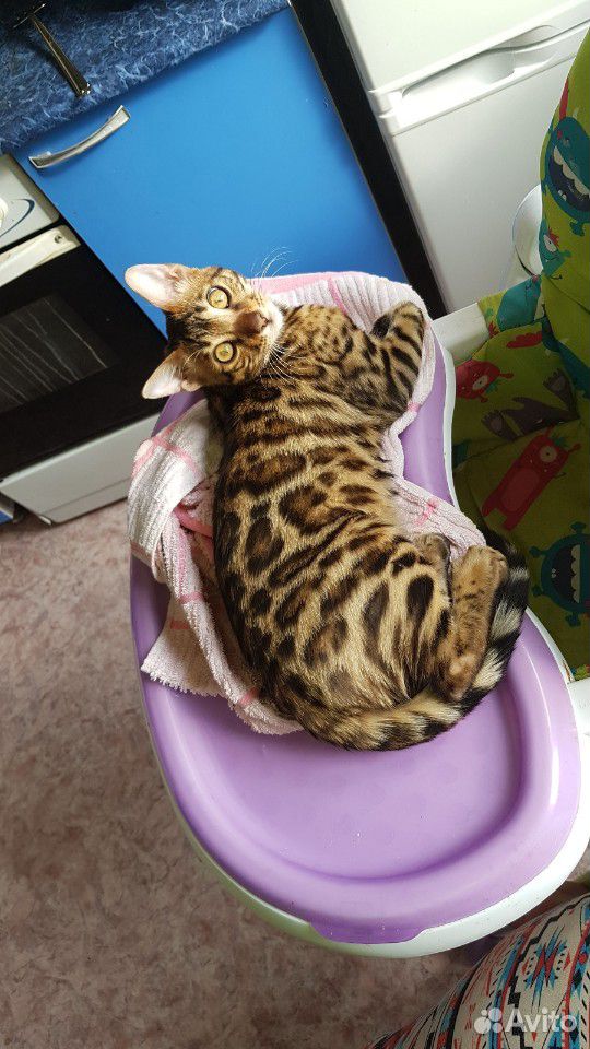 Продаётся Бенгал