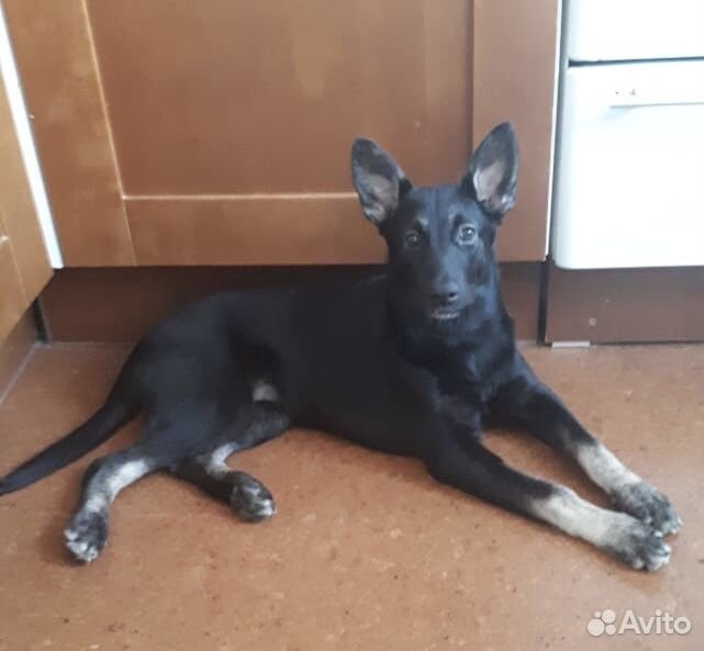 Эмма - щенок 5 мес