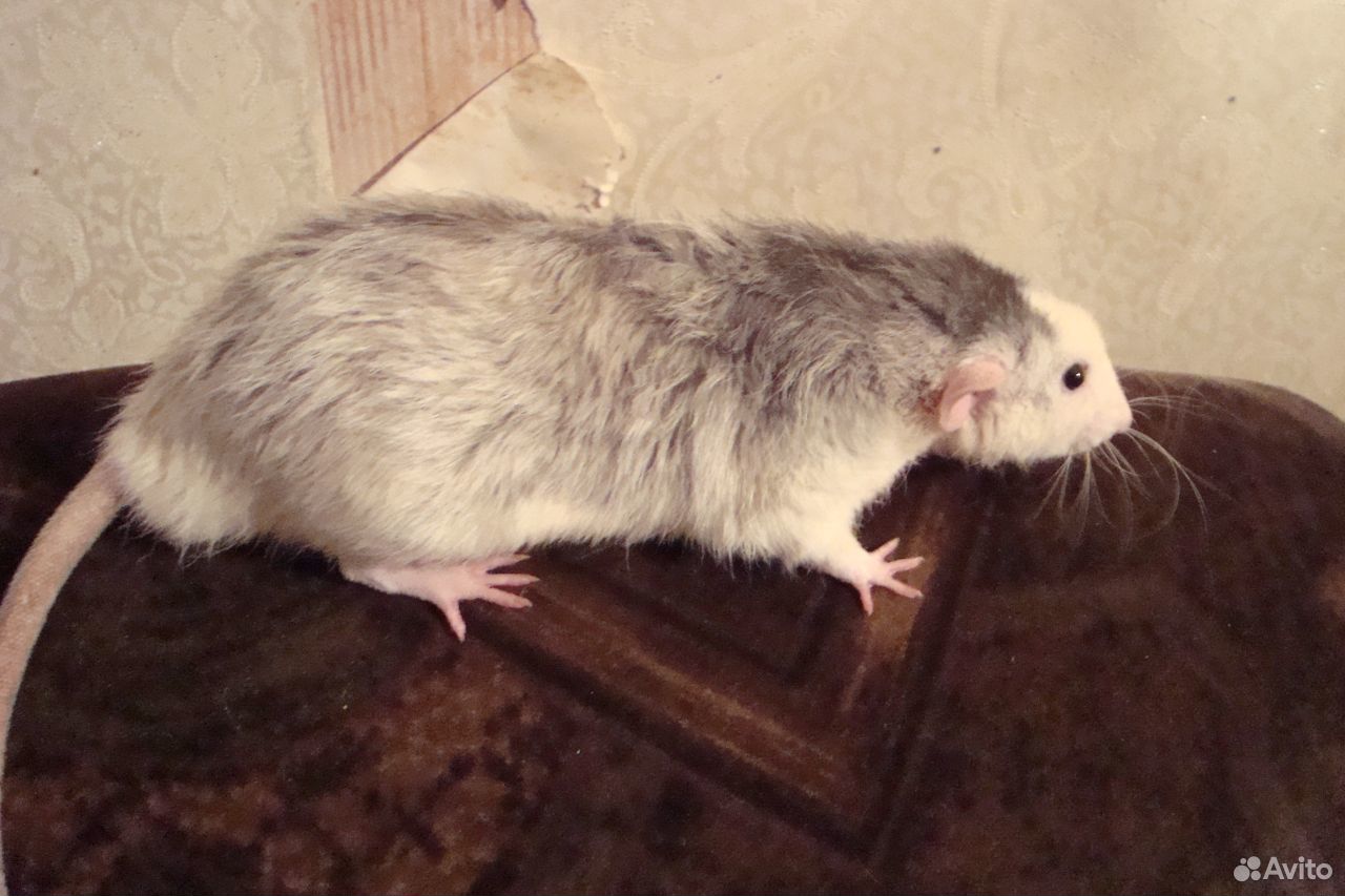 Крысята продам