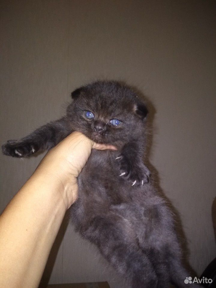 Шотландский плюшевый вислоухий котик