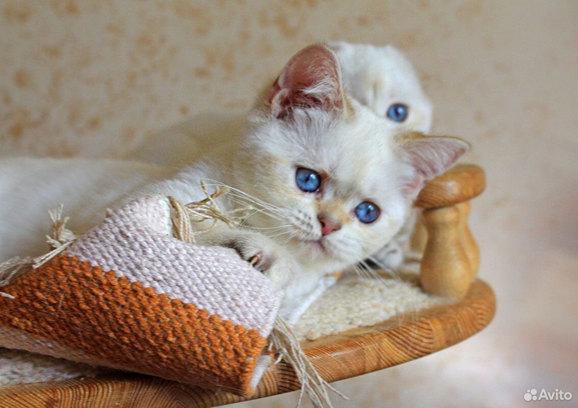 Шоколадная золотая колорочка в бридинг