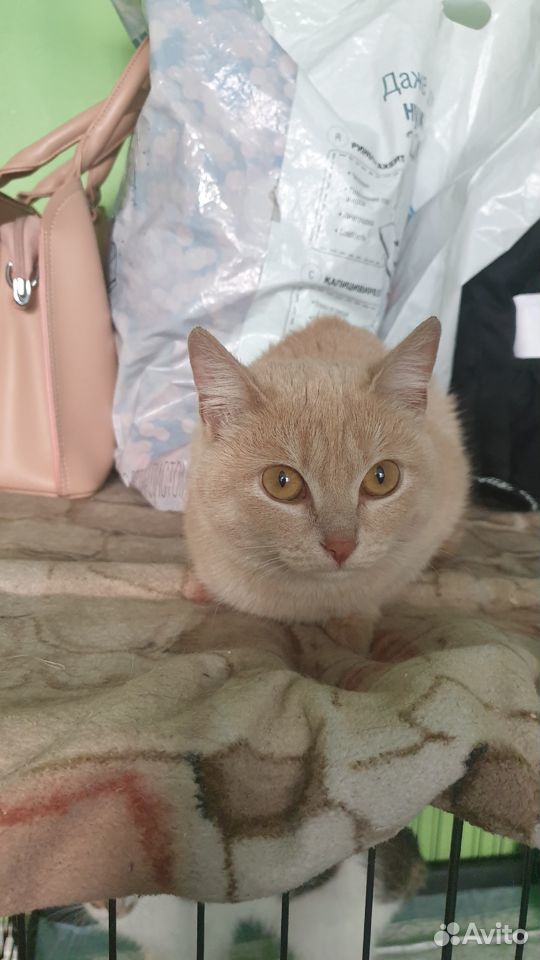 Кошечка, 6-8 месяцев