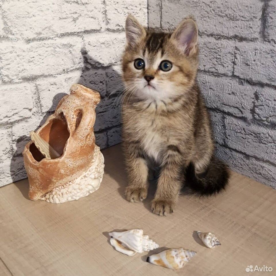 Британский котенок