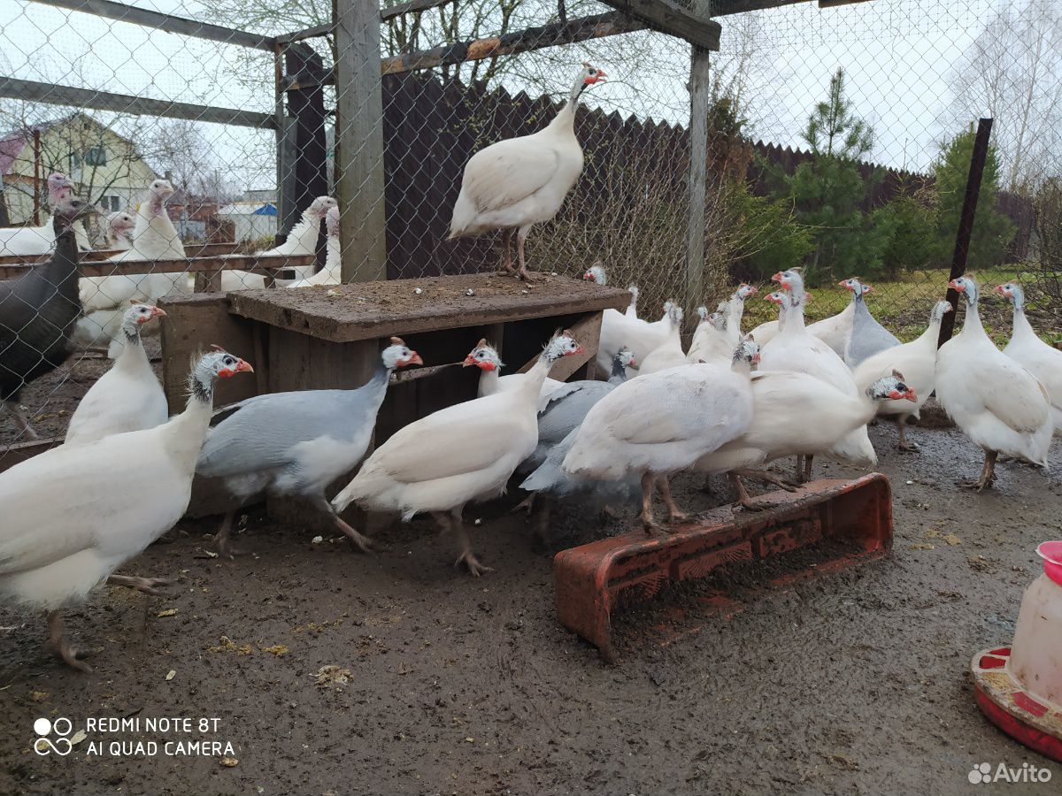 Цесарка, инкубационное яйцо