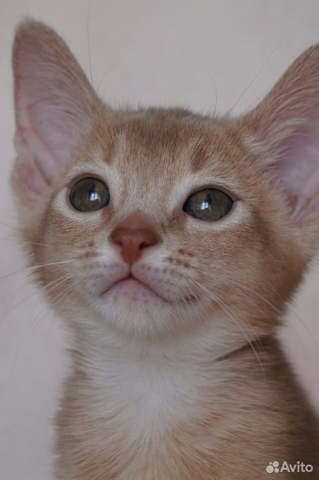 Лучший котик