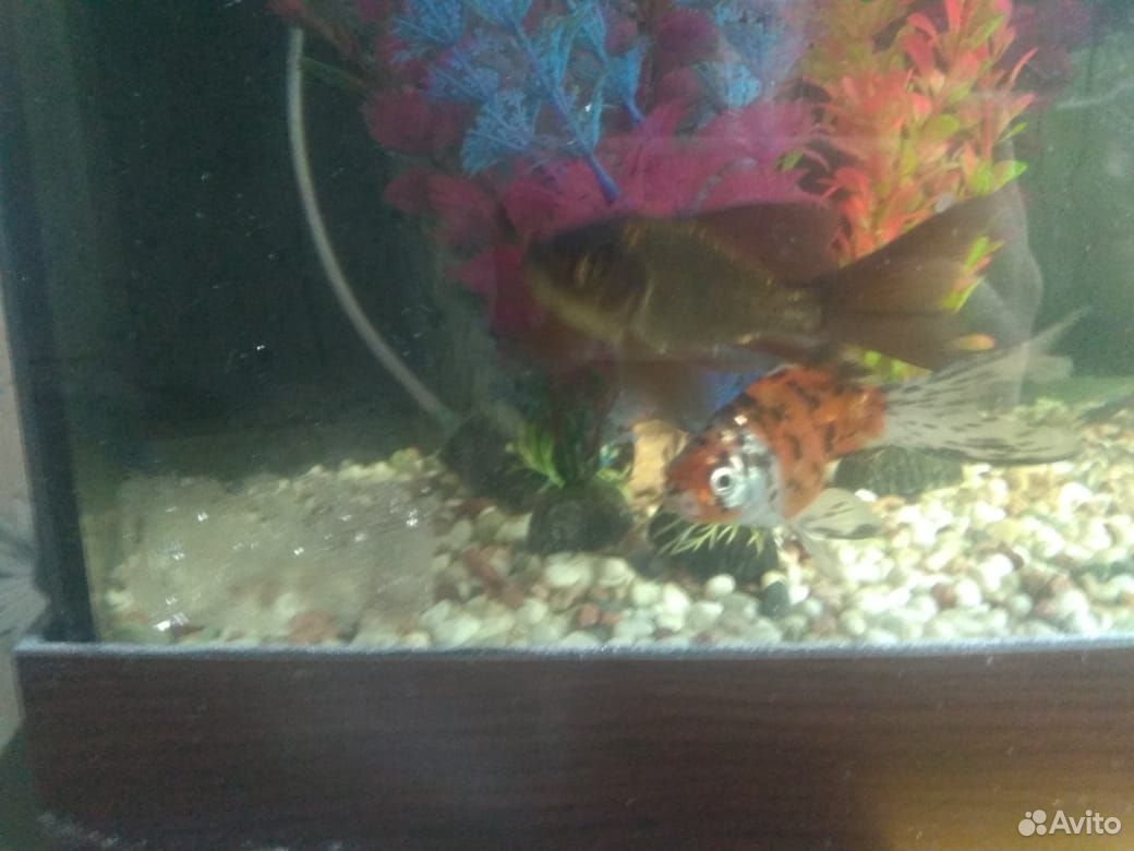 Отдам двух рыбок за шоколадку