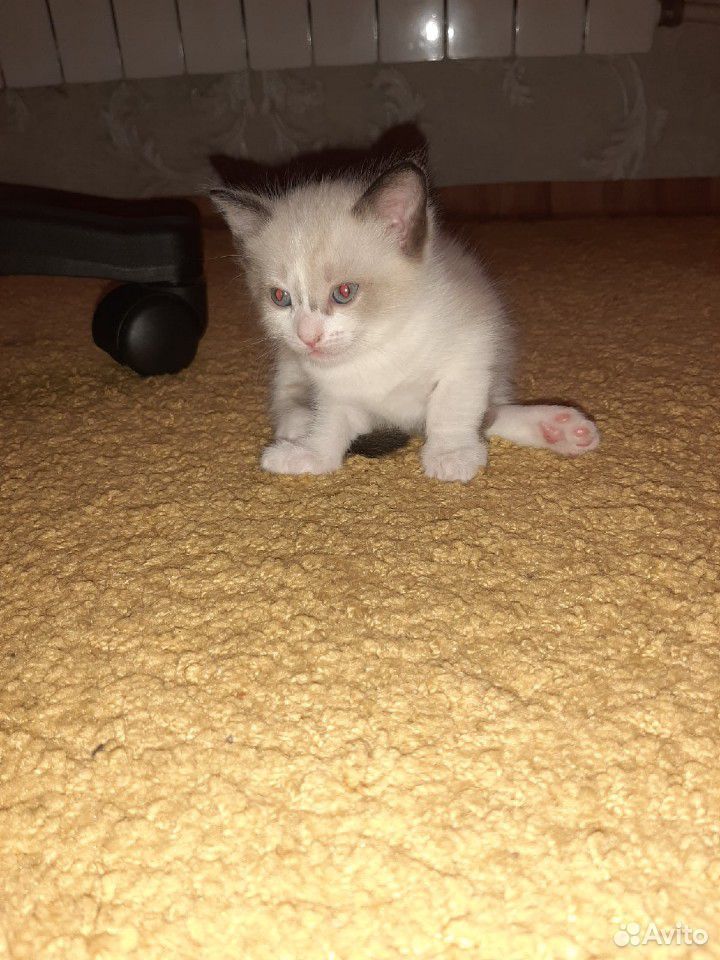 Котята