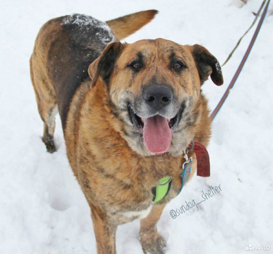 Амур -собака размером XXL