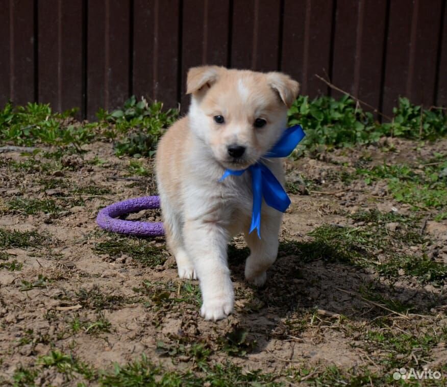 Щенок от небольшой собачки в добрые руки