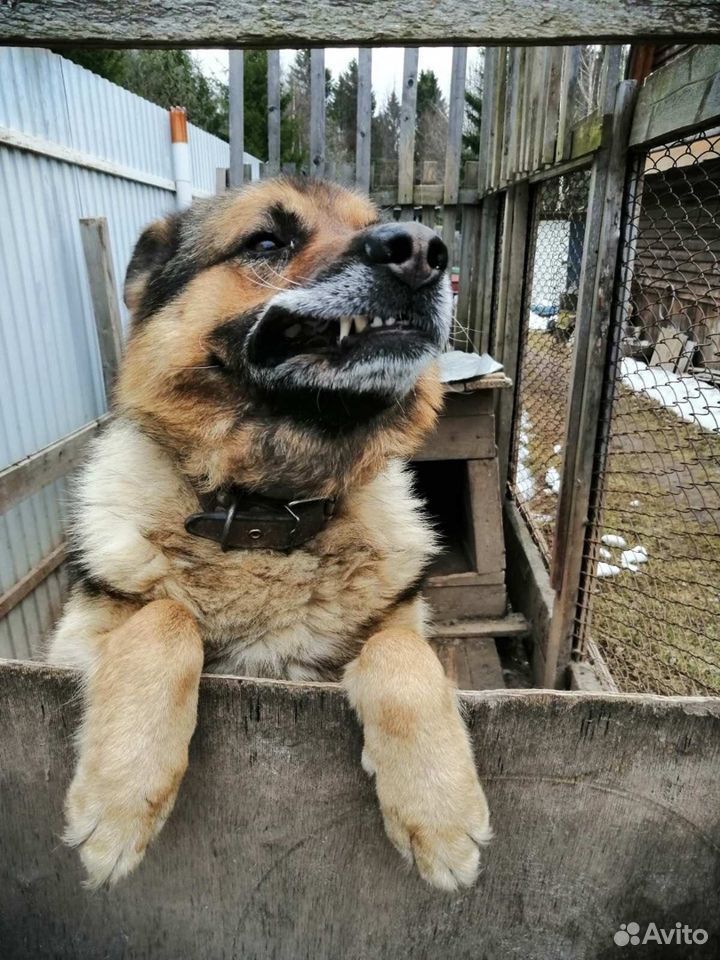 Овчарка Грей ищет дом