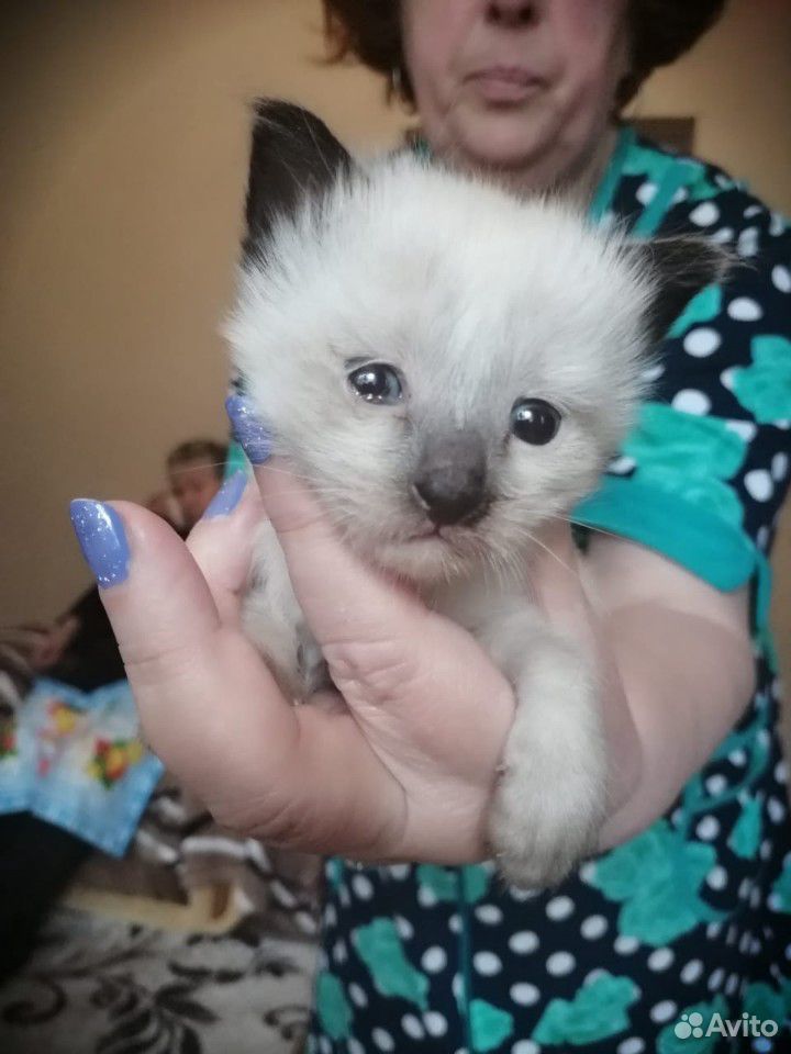 Котенок-девочка