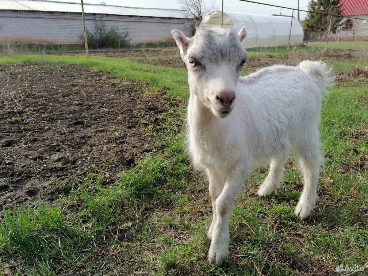 Козлы Ламанч