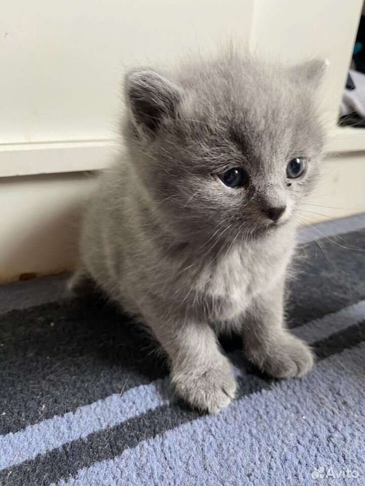 Очаровательные котята