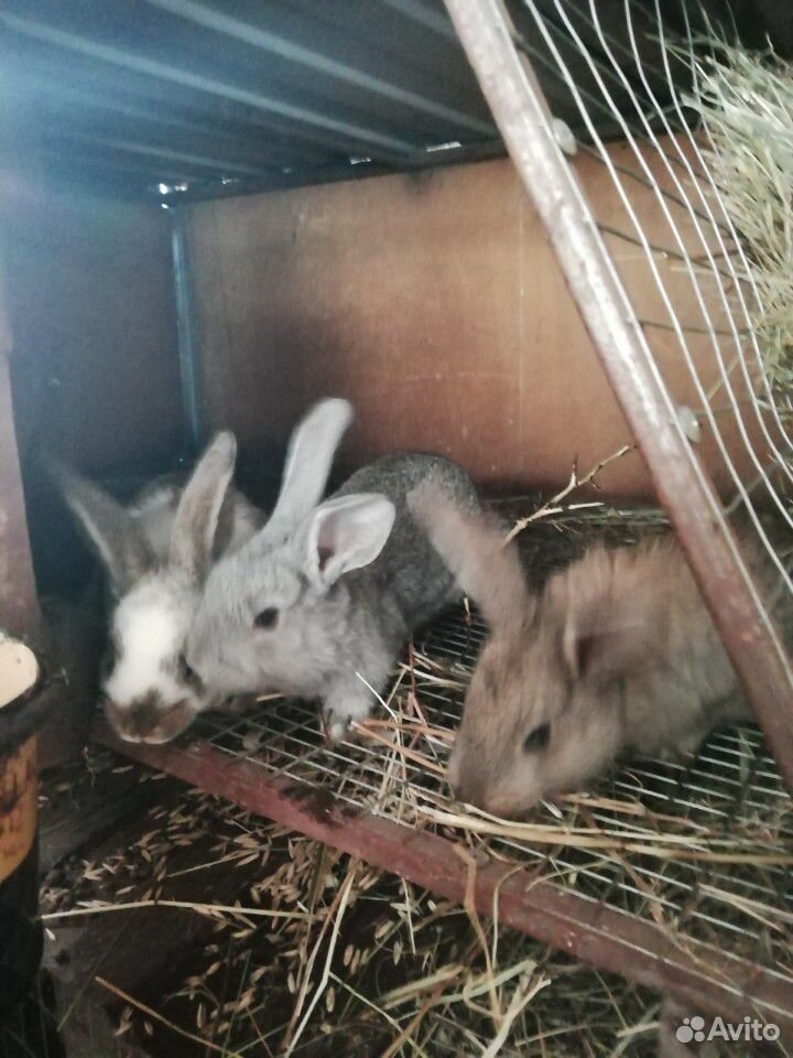 Крольчата 1 месяц