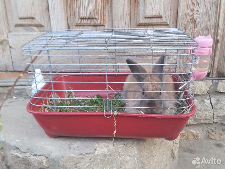 Декоративный кролик. девочка. 4 месяца