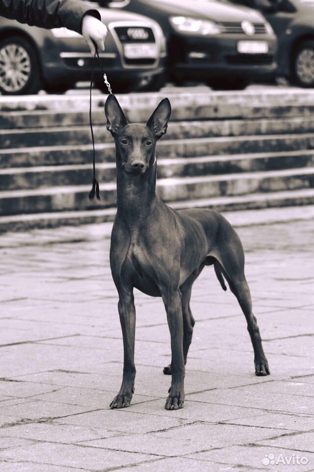 Фараонова собака кобель для вязки
