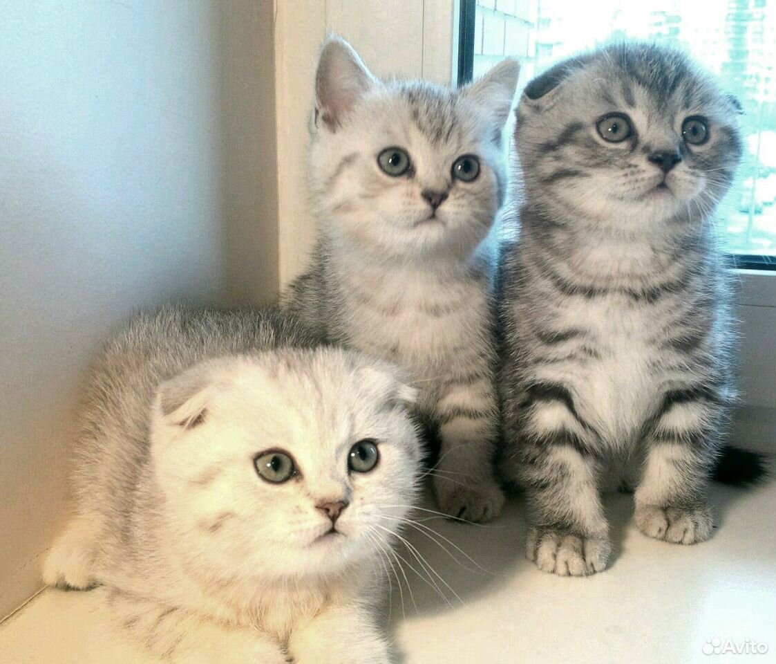 Шотландские Клубные Котята, Супер Очаровашки