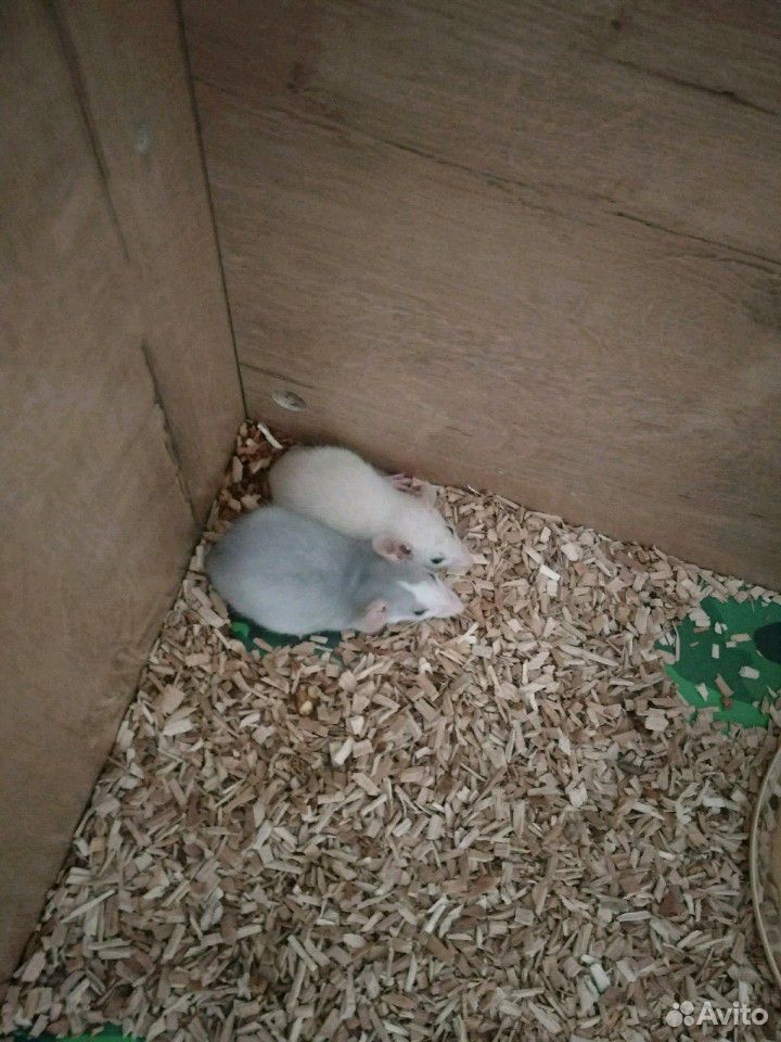 Крыски дамбо-хаски