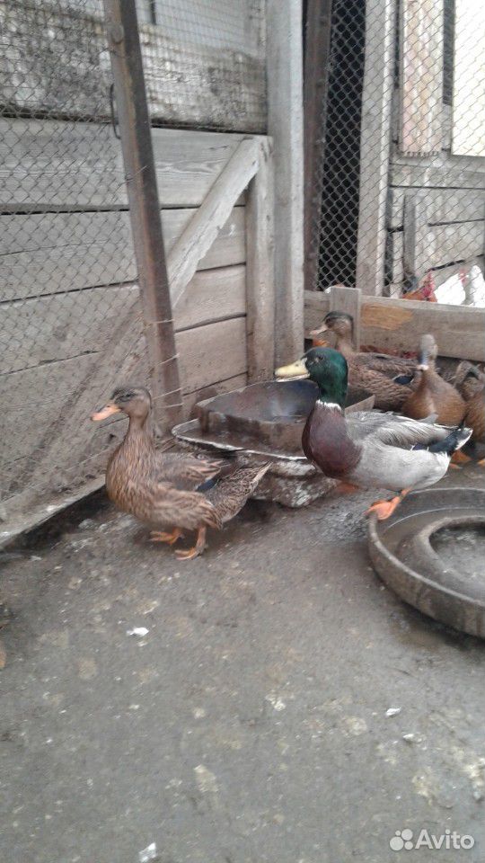 Утки дикие кряквы