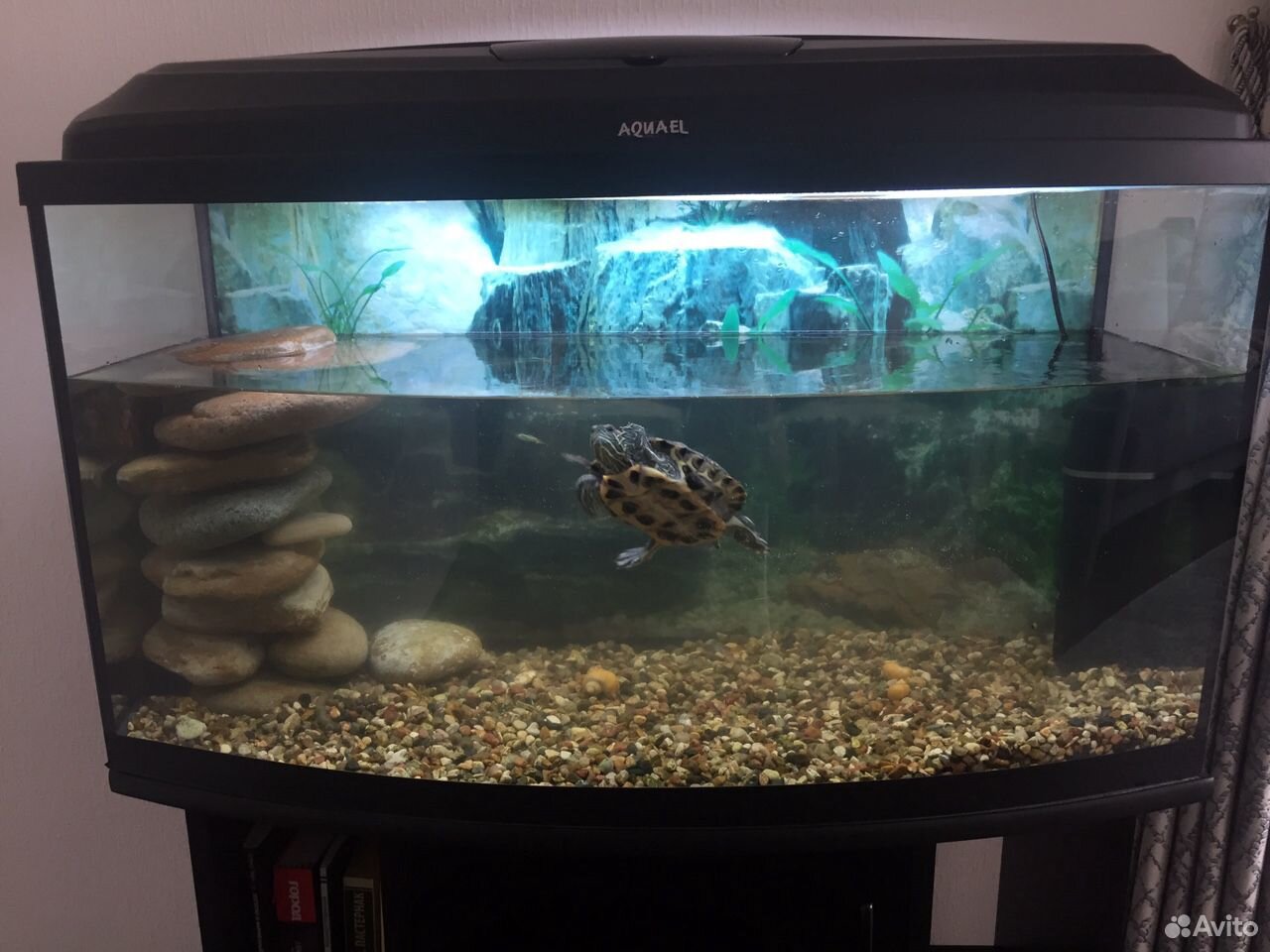 Красноухая черепаха и аквариум с аксессуарами
