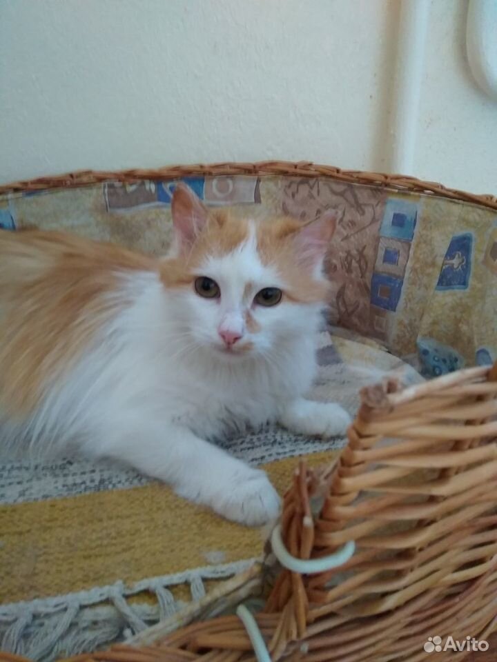 Кошка Марта ищет дом