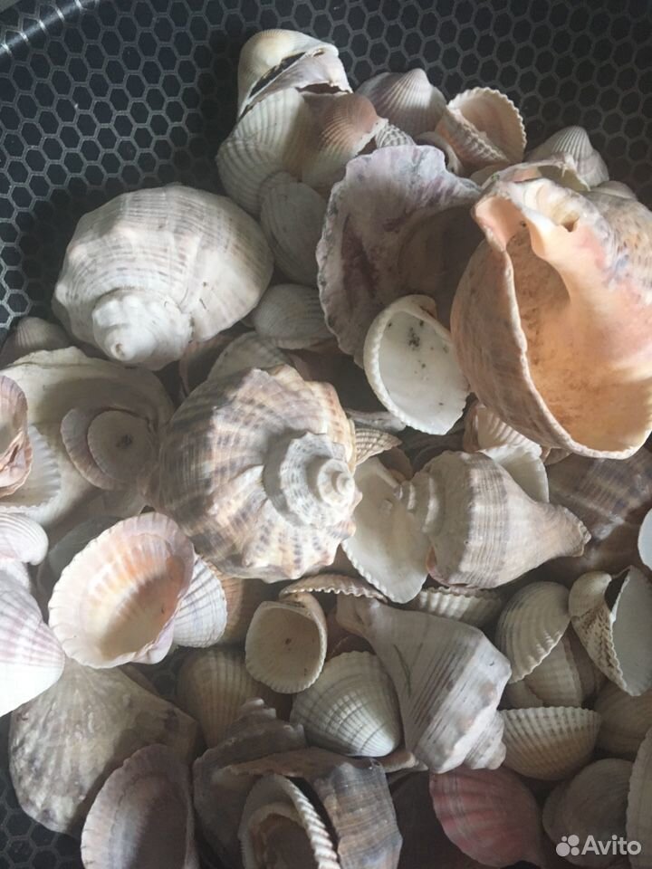 Ракушки в аквариум
