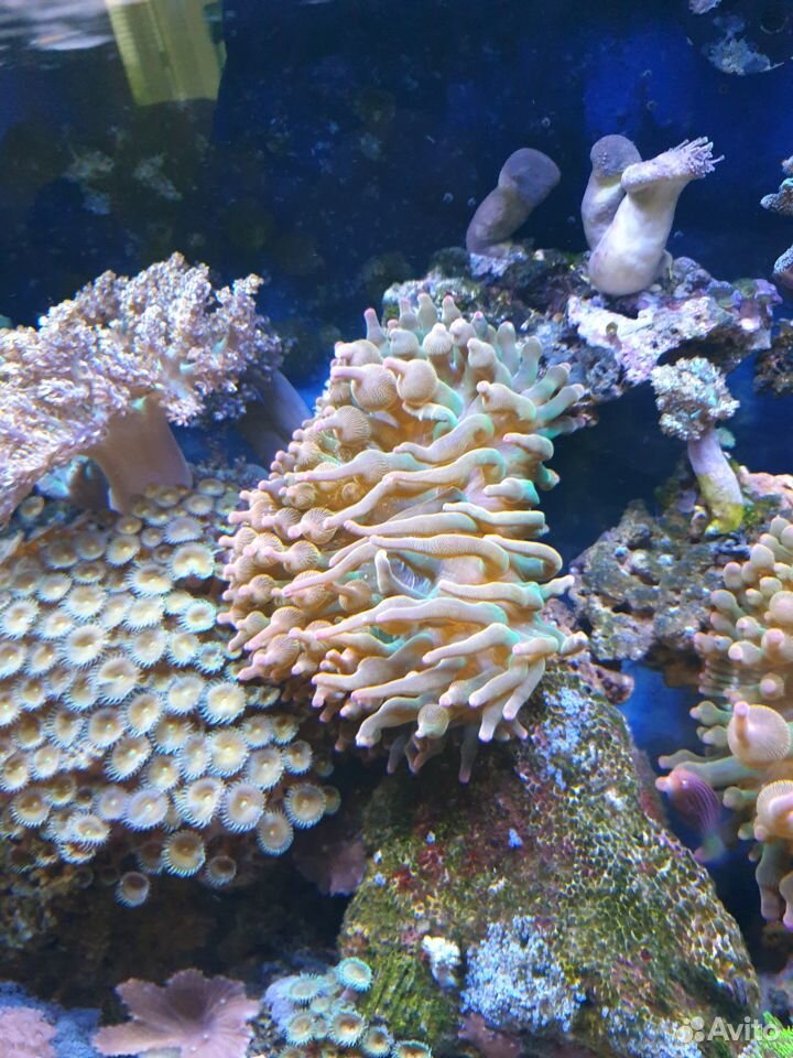 Актиния кирпичная пузырчатая