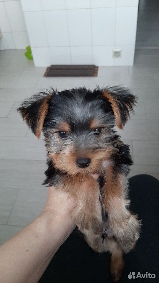 Йоркширский терьер