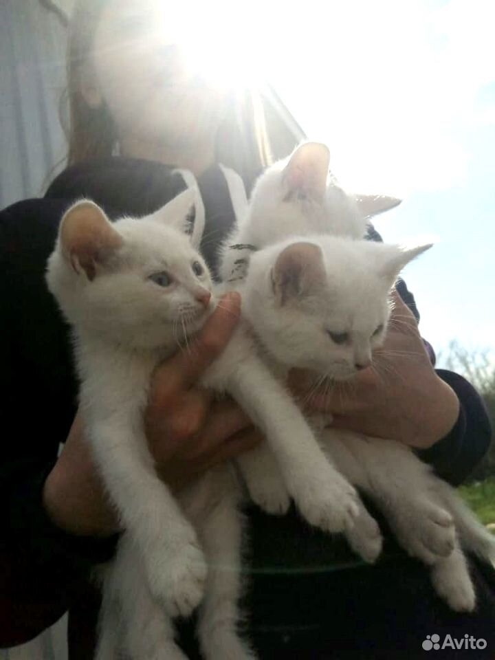 Котятки беленькие ищут дом