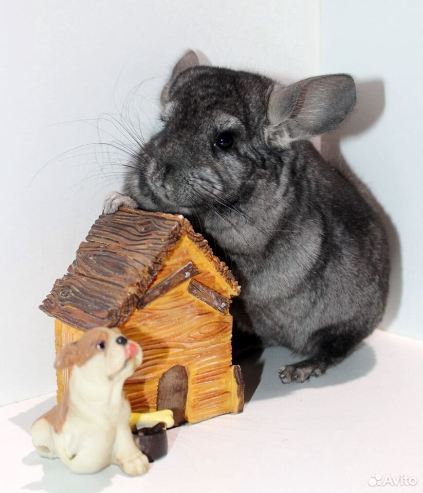 Шиншилла Эбони средний фиолет мальчик