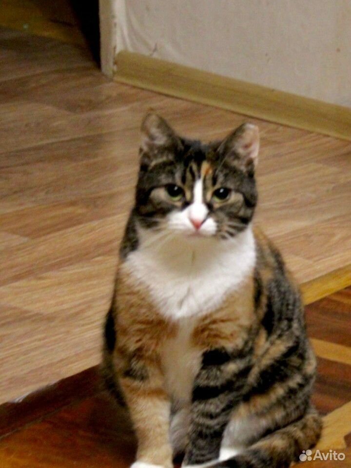 Кошечка Марфуша