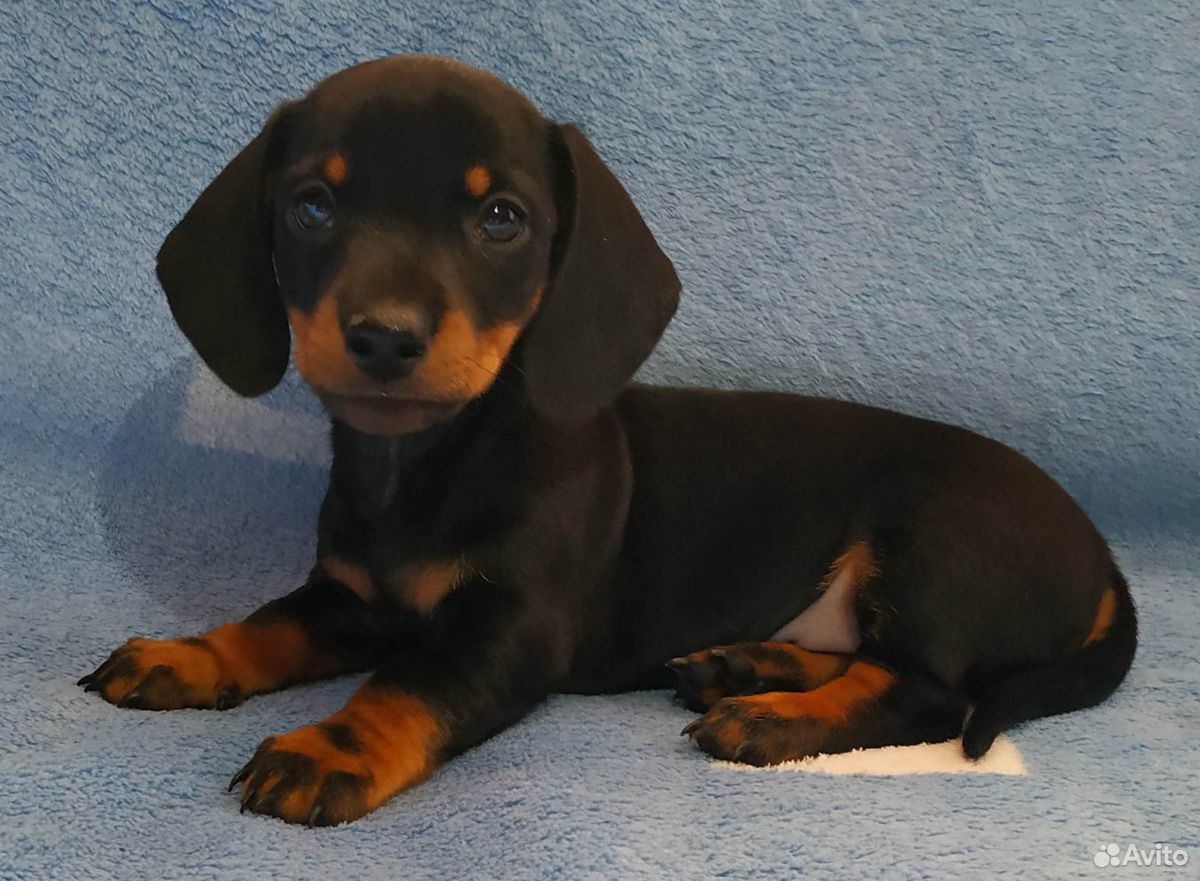 Щенки таксы