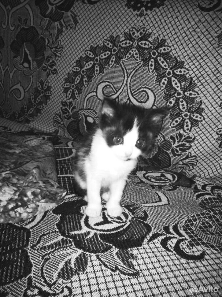 Котята