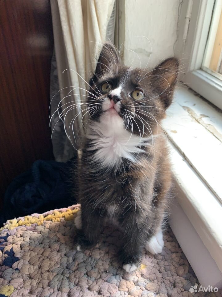 Котенок-кошечка в добрые руки