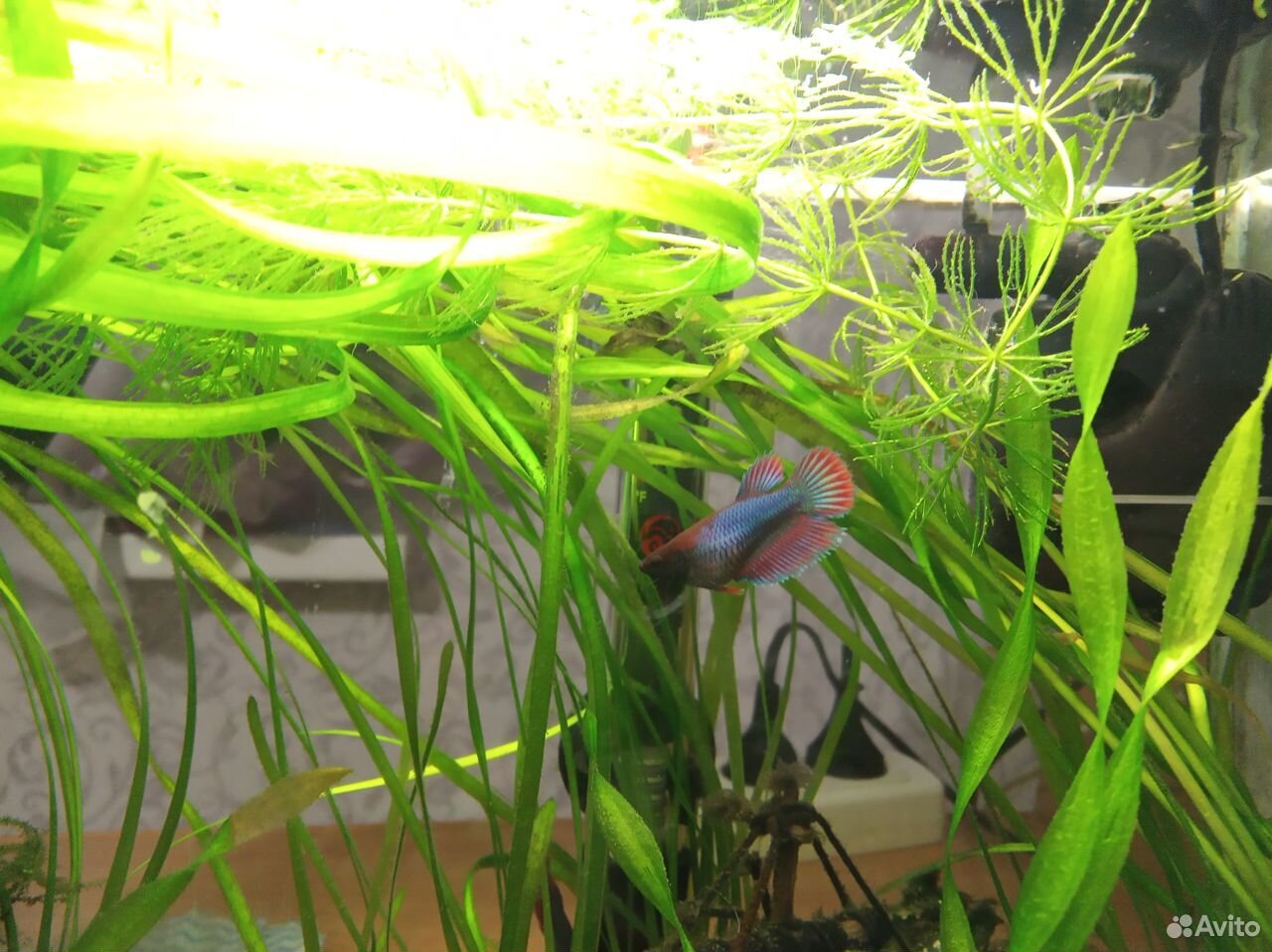 Петушок (betta splendens) самец