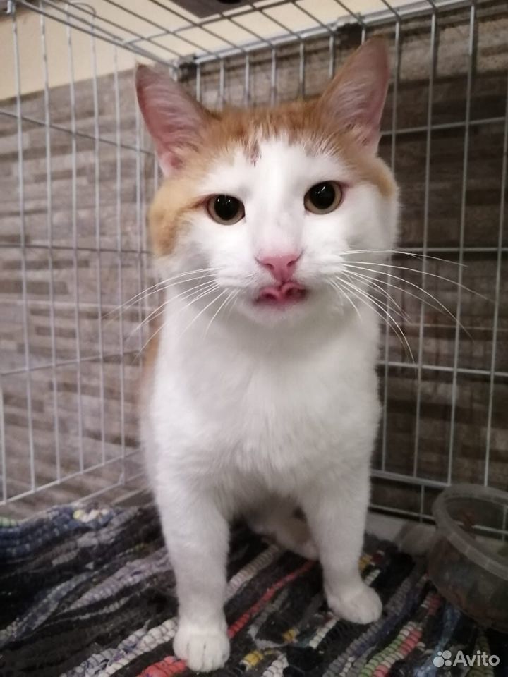 Котик Рубик в добрые руки