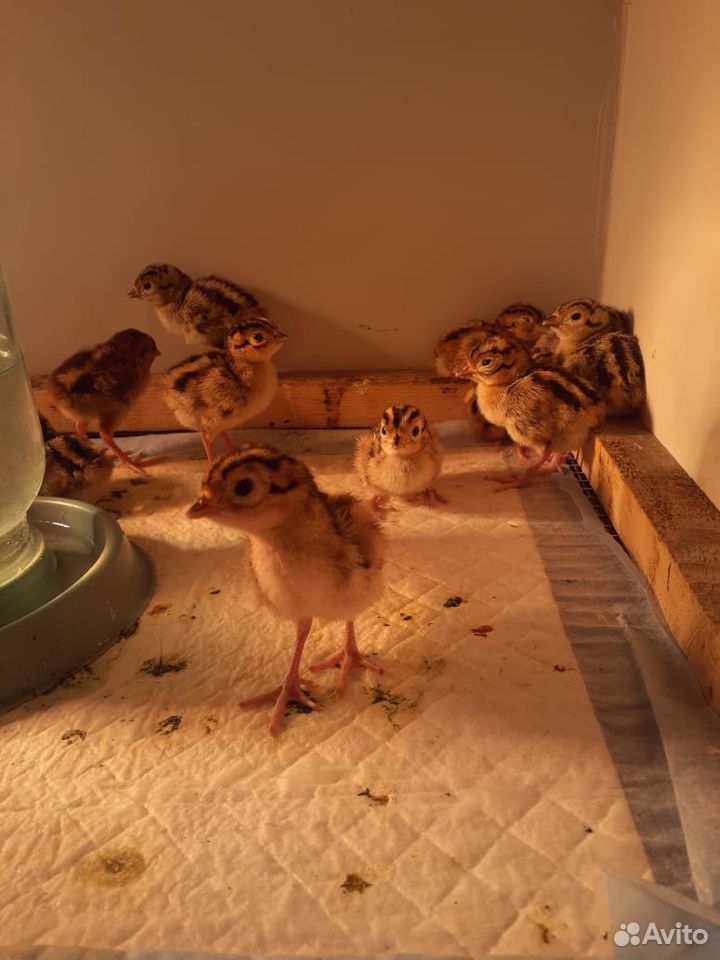 Цыплята Охотничьего Фазана