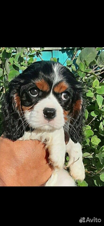 Ищем кавалер кинг чарльз