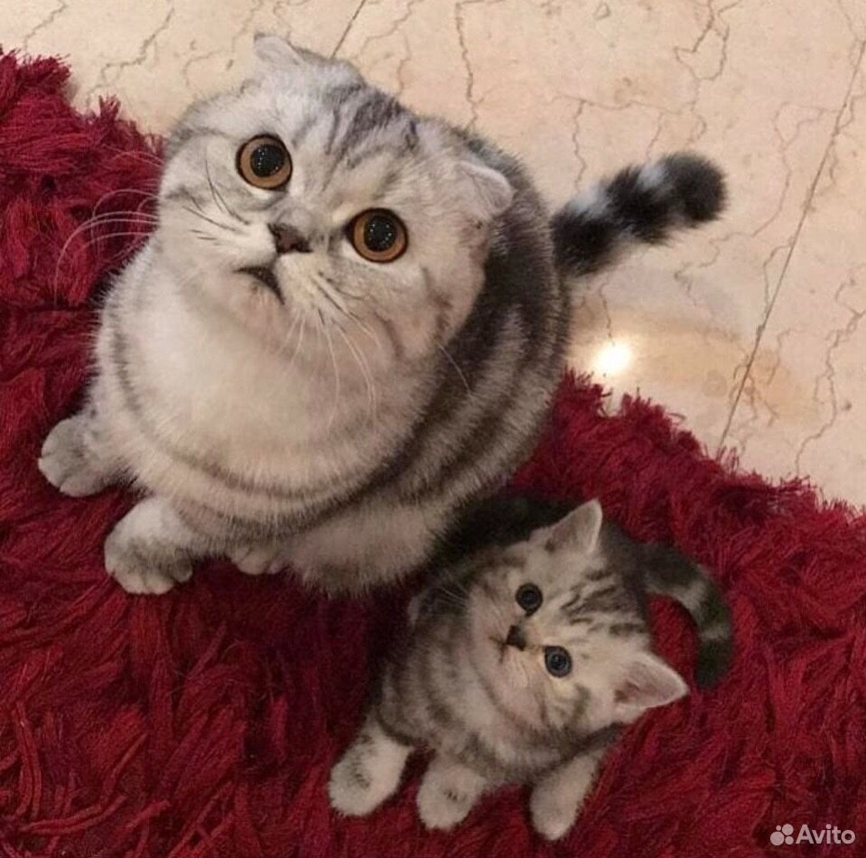 Подаётся шотландский котёнок