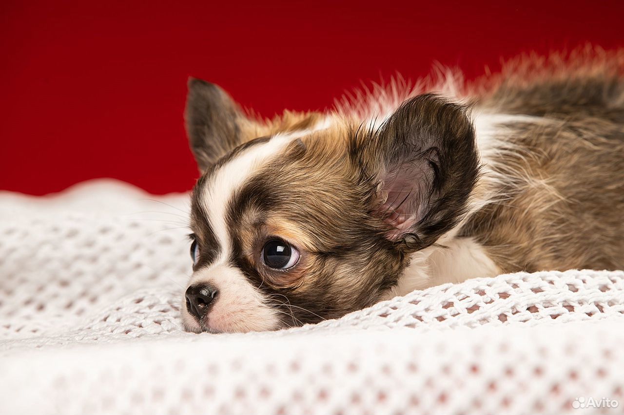 Волшебная девочка Чихуахуа