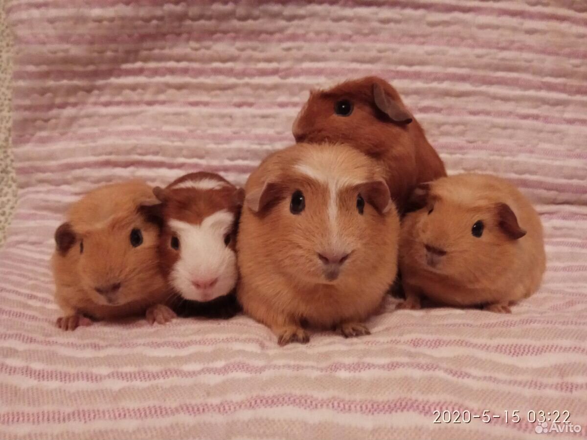 Морские свинки мальчики крестеды