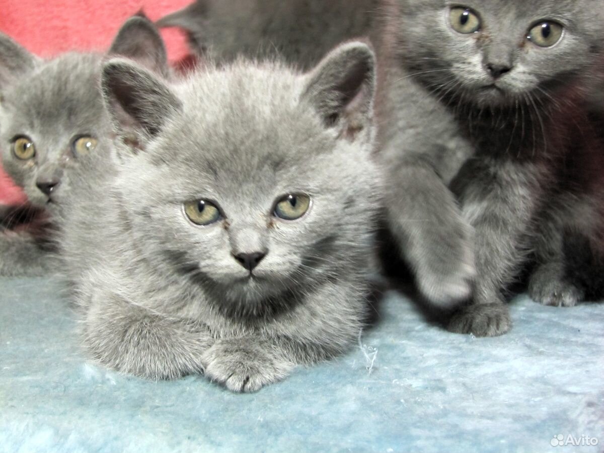 Продам котят британской голубой