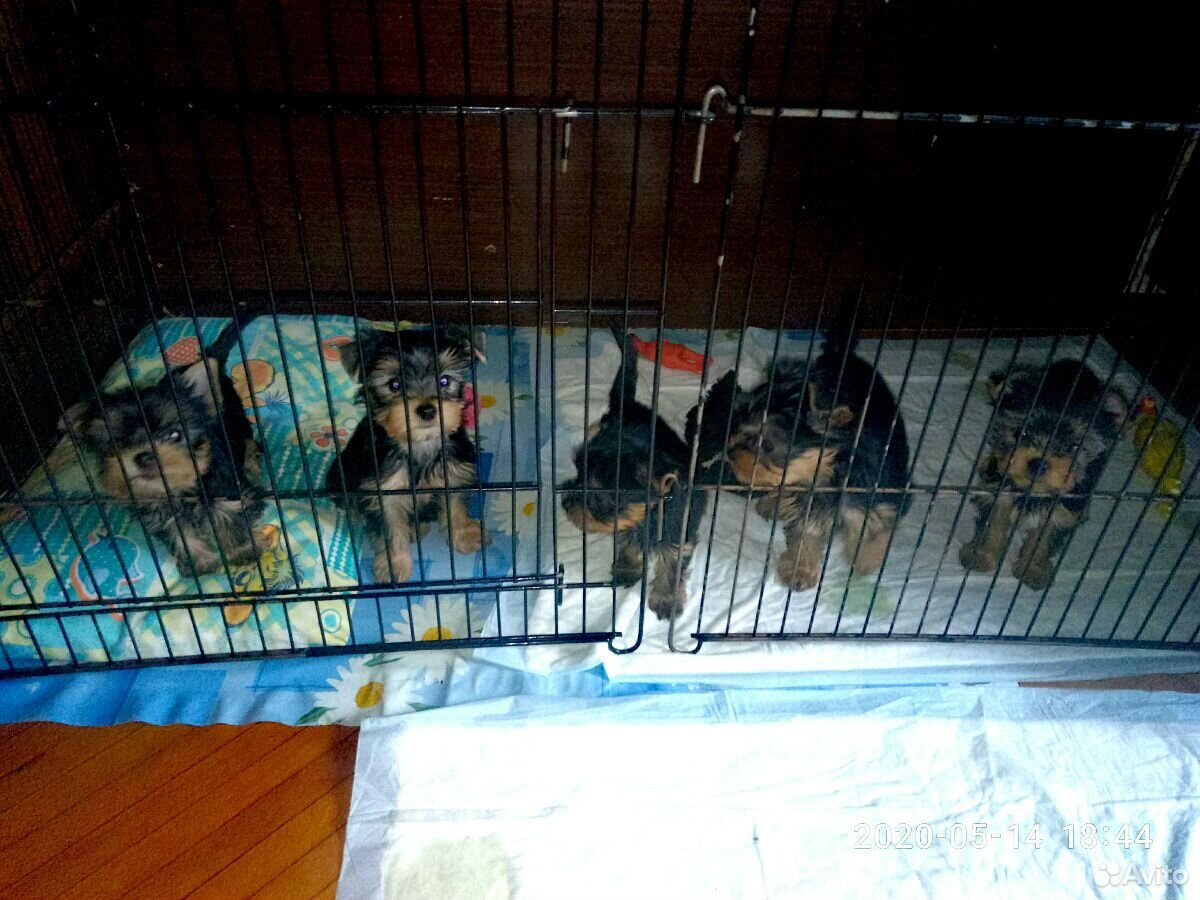 Собака щенки йорка