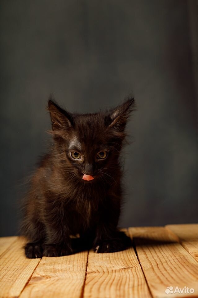 Котенок мальчик, возраст 1 месяц